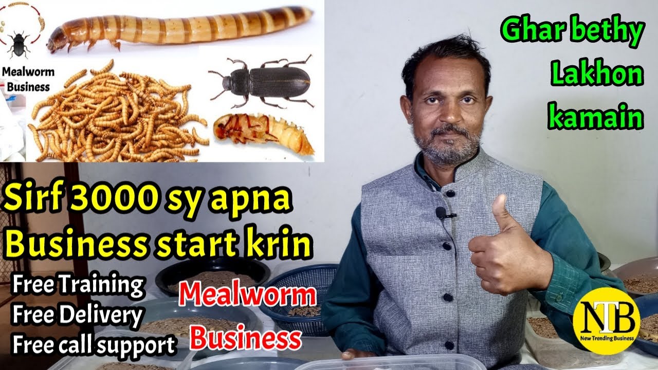Mealworm Farming business | Insects Farming business | Meal worms ...