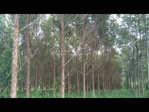 Bagras or Eucalyptus trees at Claveria, Misamis Oriental - YouTube