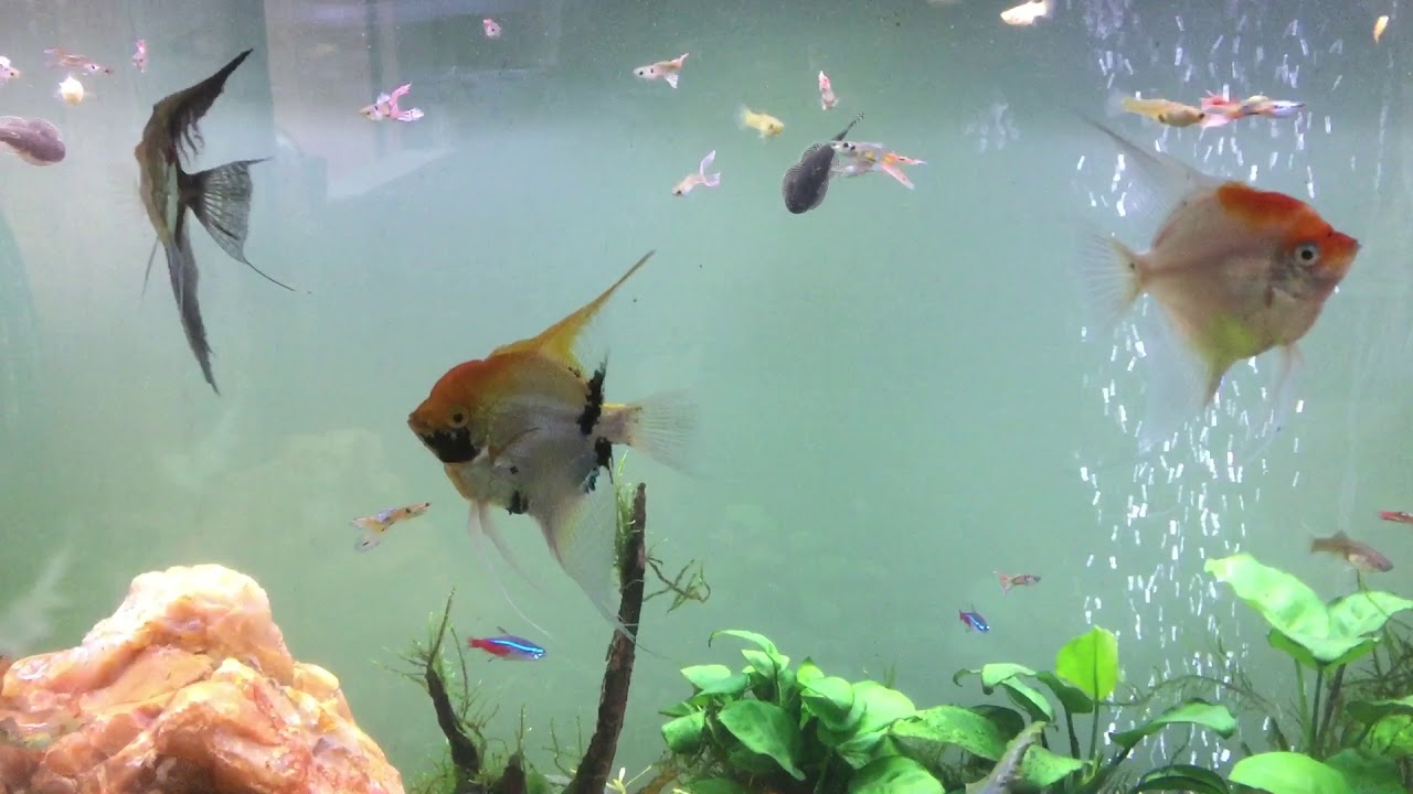 Mon aquarium de 500 litres - YouTube