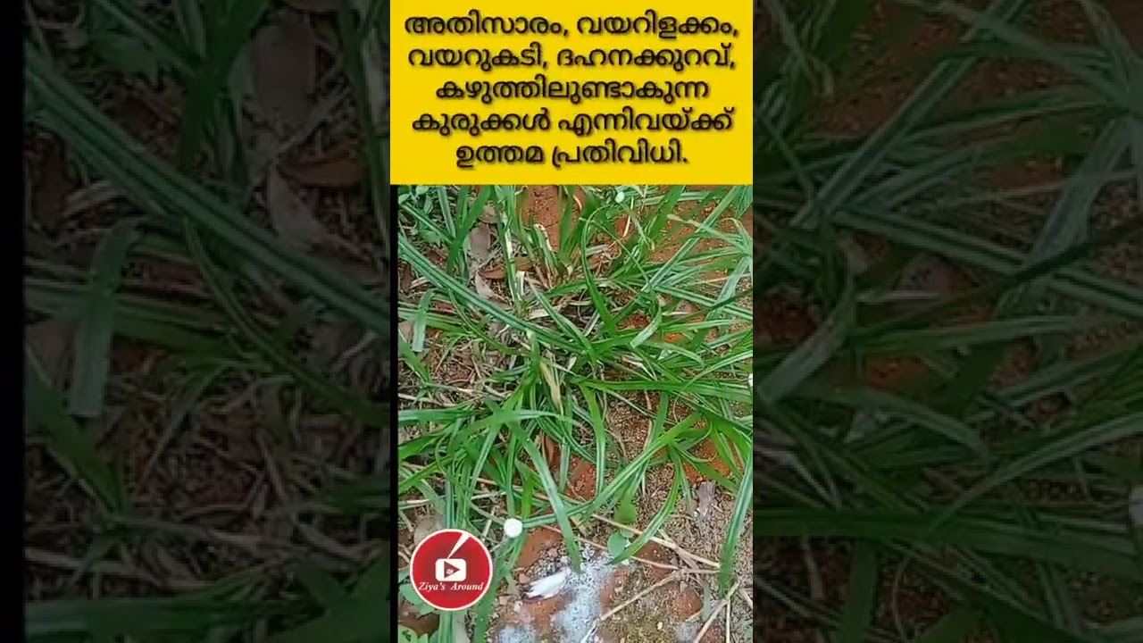 മുത്തങ്ങ #shorts | plant muthanga health benefits - YouTube