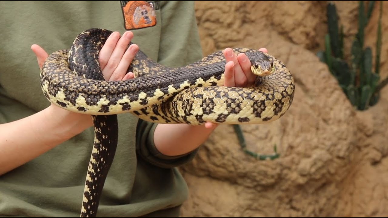 Snake Chat - YouTube