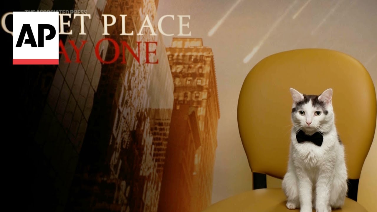 Meet the REAL star of 'A Quiet Place' prequel: Schnitzel, cat actor ...