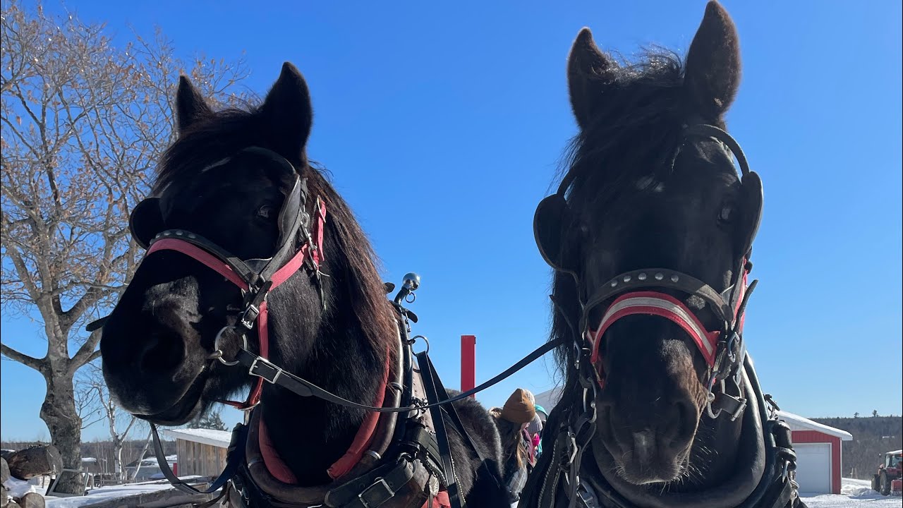 March 1st Sleigh Ride fun! - YouTube