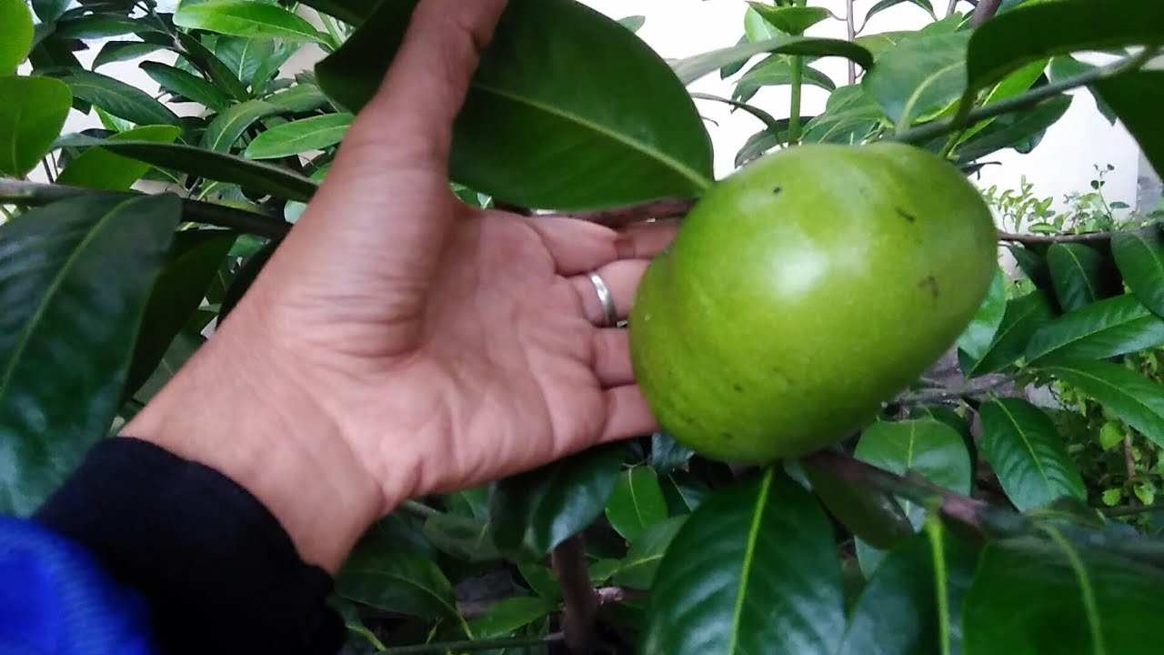 inilah penampakan tabulampot blacksapote sawo hitam meksiko || banyak ...