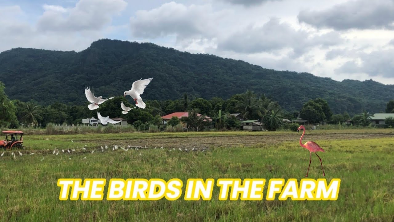 THE WILD BIRDS IN THE FARM - YouTube