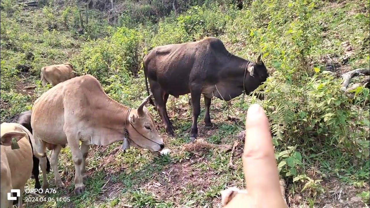 mu saib cov me nyuam heev loj zoo kawg thiab - YouTube