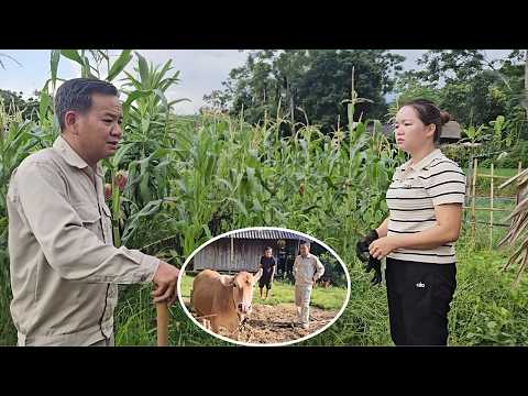 Hang's father wanted to buy a big cow for the wedding but didn't have enough money.