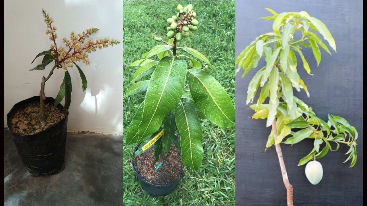 How to mango grafting easy mathod... - YouTube