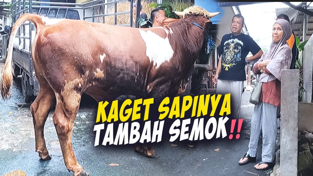 2 Bulan tidak di tengok, ibu ini kaget sapinya makin semok , Tips Beli ...