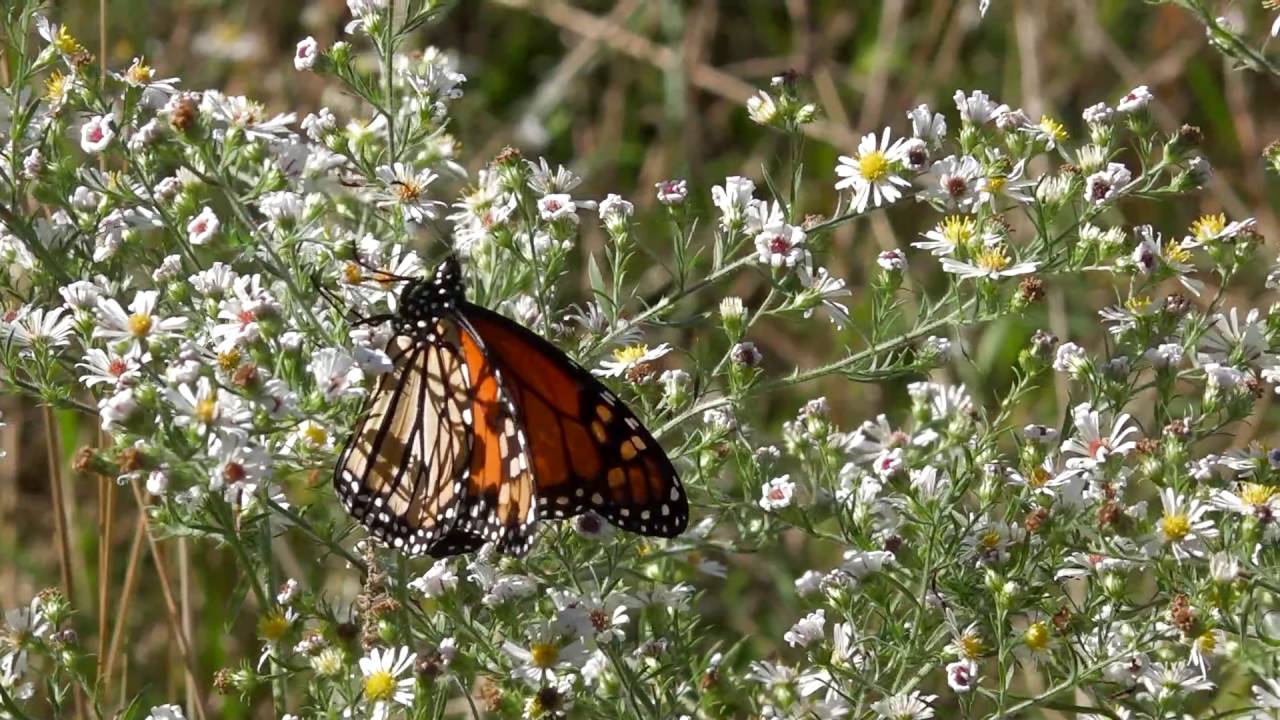 Monarch Butterfly "Chasing Butterflies" - YouTube