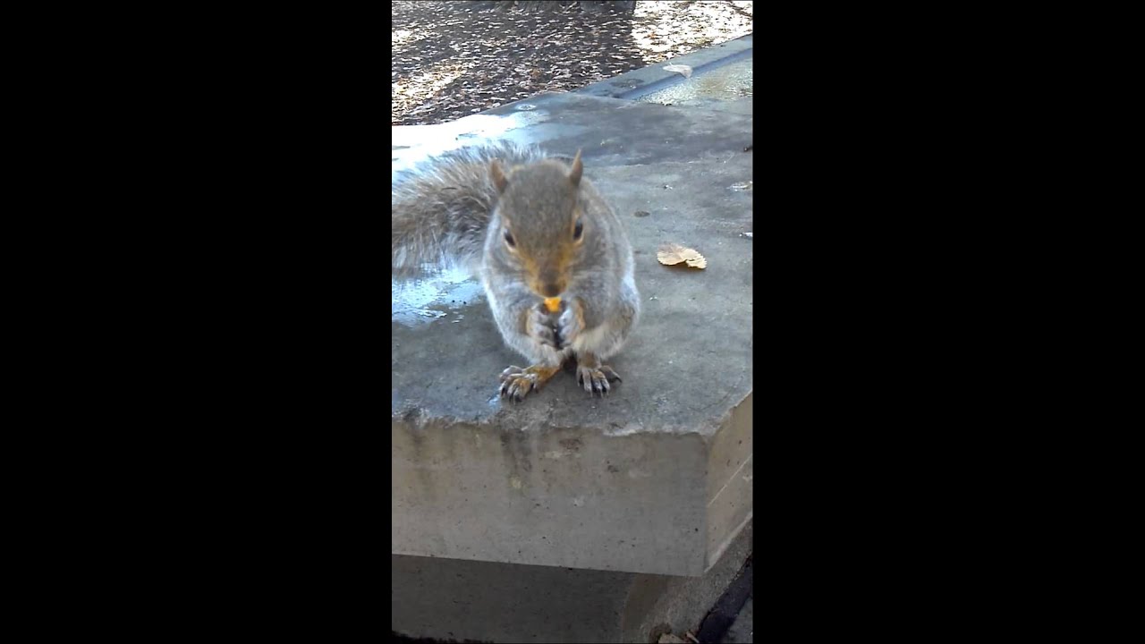 Feeding the Penn State Squirrels - YouTube