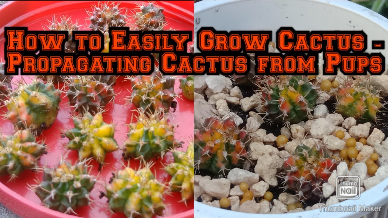 How to Easily Grow Cactus l Propagating Cactus from Pups - YouTube