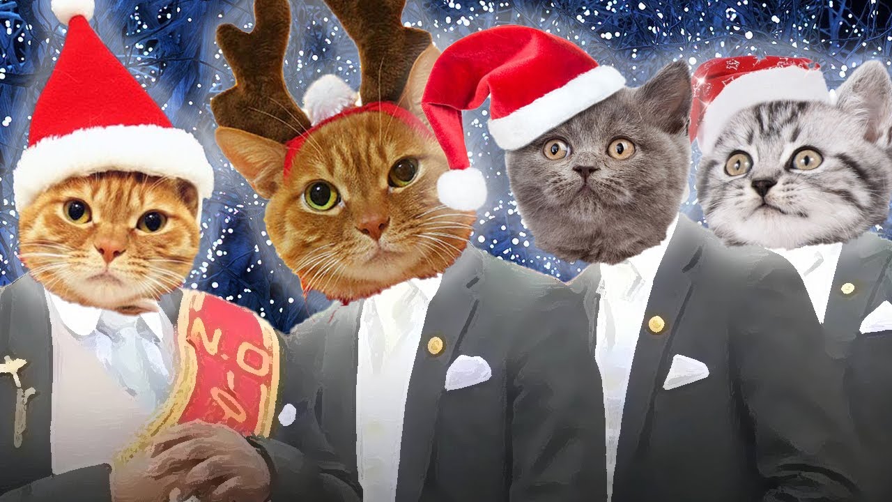 Funny Christmas Cats Compilation - Coffin Dance Song (COVER) - YouTube