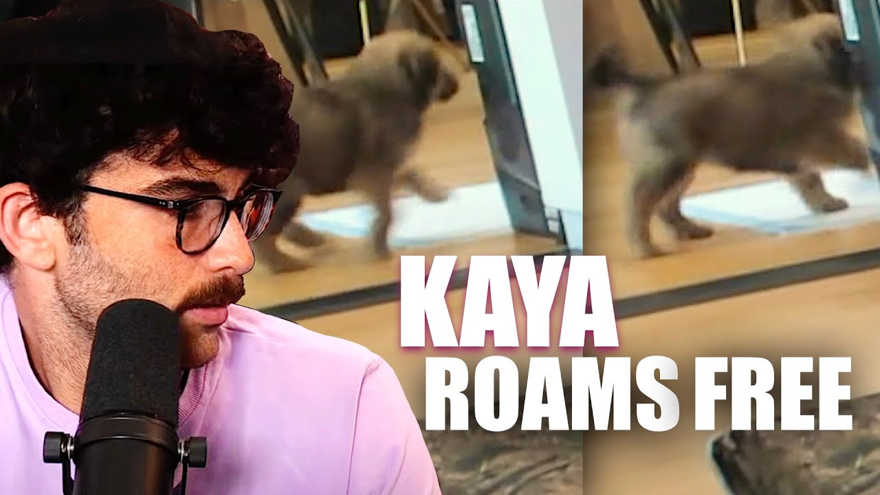 HasanAbi Gets Distracted By His New Puppy Kaya #2 | HasanAbi Reacts ...