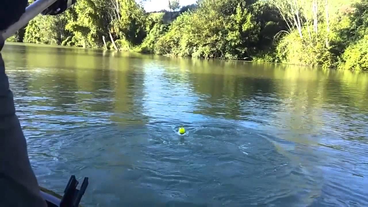 Pêche silure au vif - TARN - 2014 - YouTube