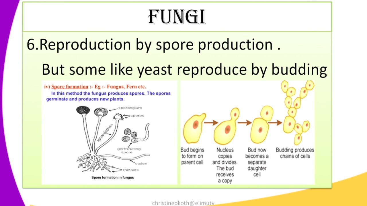 Form3 Biology lesson4 Classification 2 Kingdom Fungi 2016 04 25 12 09 ...