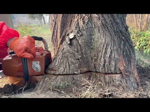 satisfying tree cutting / amazing tree cutting video - YouTube