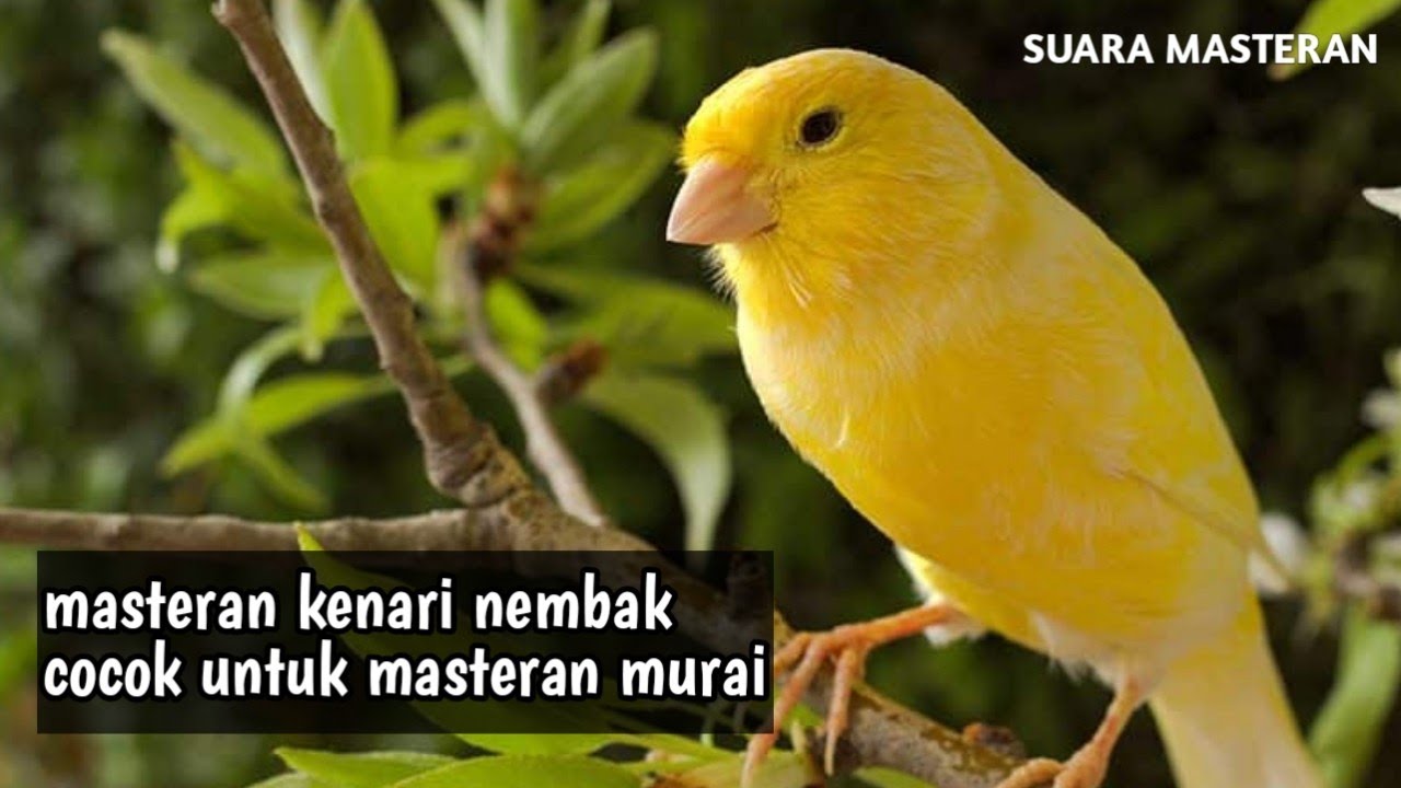 masteran kenari nembak, cocok untuk masteran burung murai batu. - YouTube