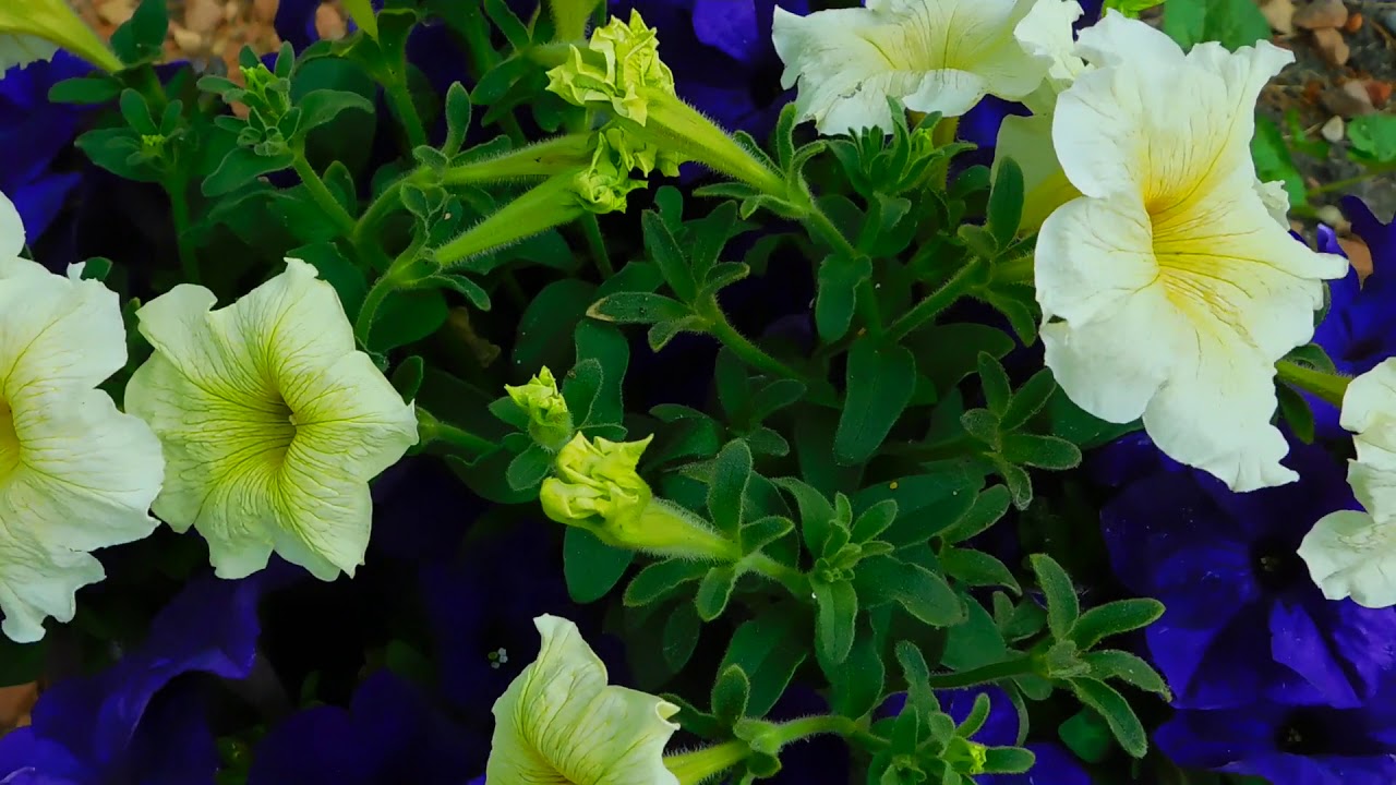FLOWERS BLOOMING || COPYRIGHT FREE VIDEO CLIP || NO COPYRIGHT || STOCK ...