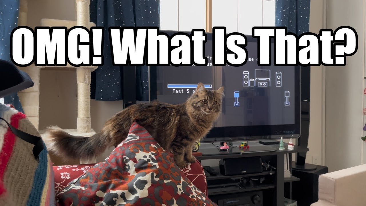 OMG!What is that? - YouTube