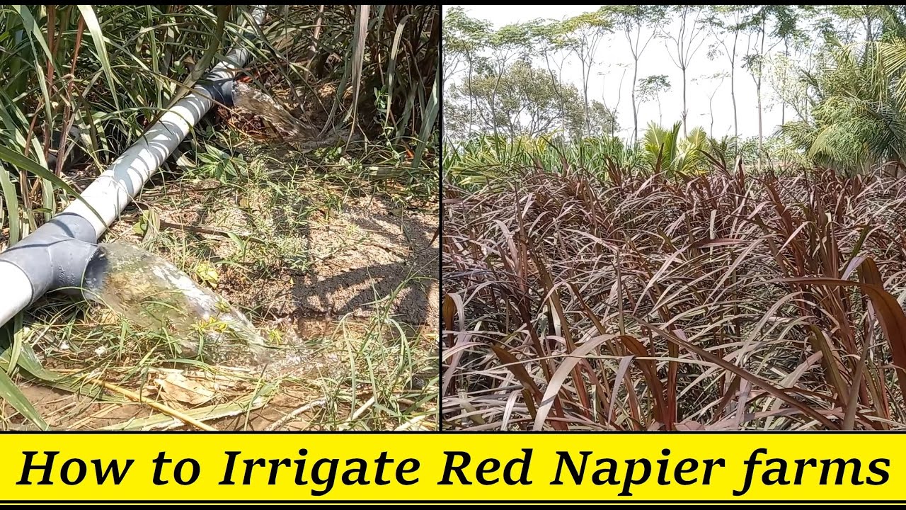 How to Irrigate Red Napier grass / Dairy Farming Ideas - YouTube