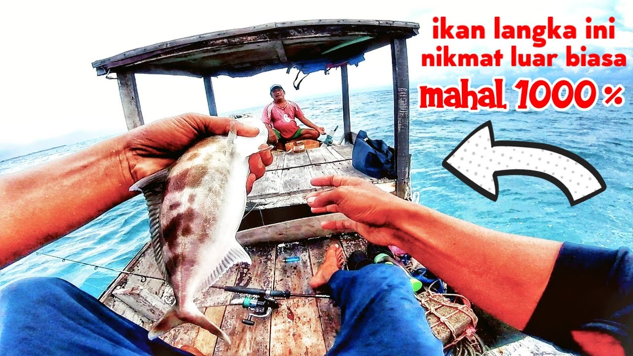 Mancing Dapat Ikan Super Mahal dan Super Lezat - YouTube