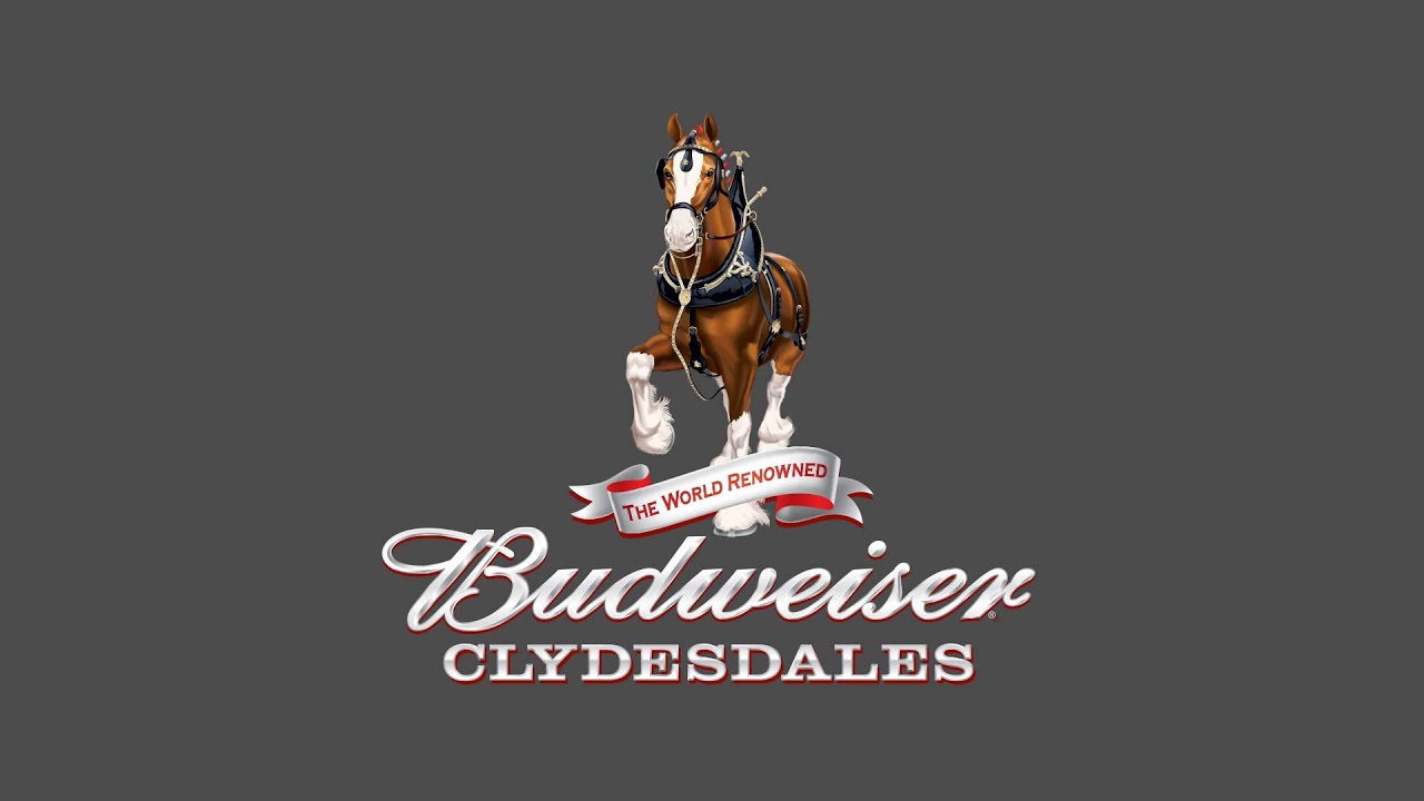 Budweiser Clydesdale Logo How The Budweiser Clydesdales Became A