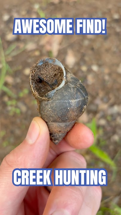 Creek Hunting For Artifacts! Found This Cool Shell! #artifacts # ...