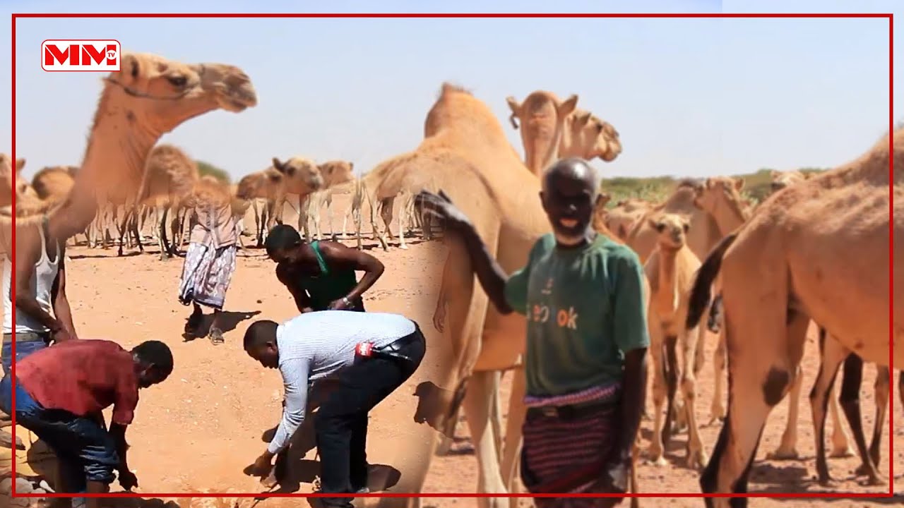 "Waraabinta Geela waan ku jimicsadaa" Yuusuf Xaaji Siciid (Oday geel ...