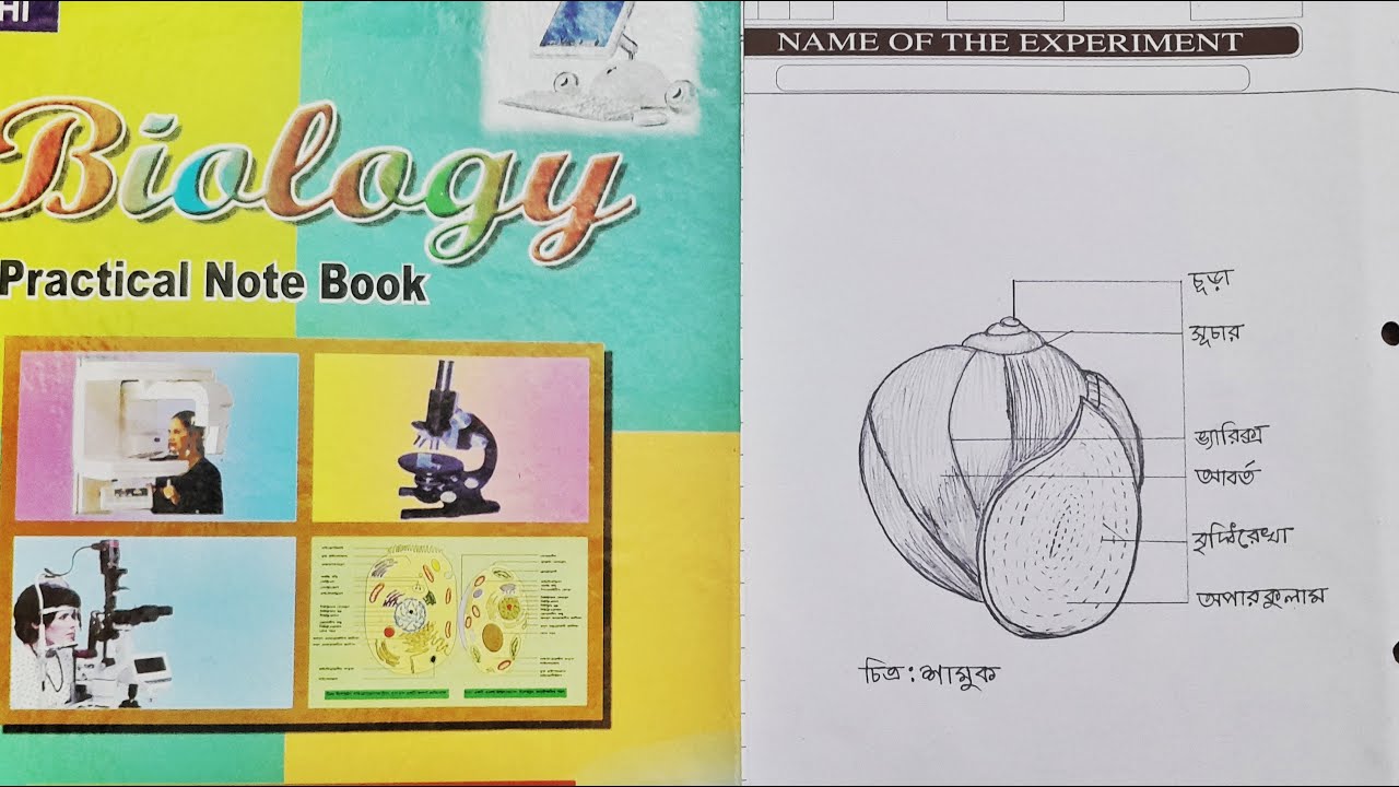 How to draw a Snail | HSC 2025 Biology Practical | Pila globosa ...
