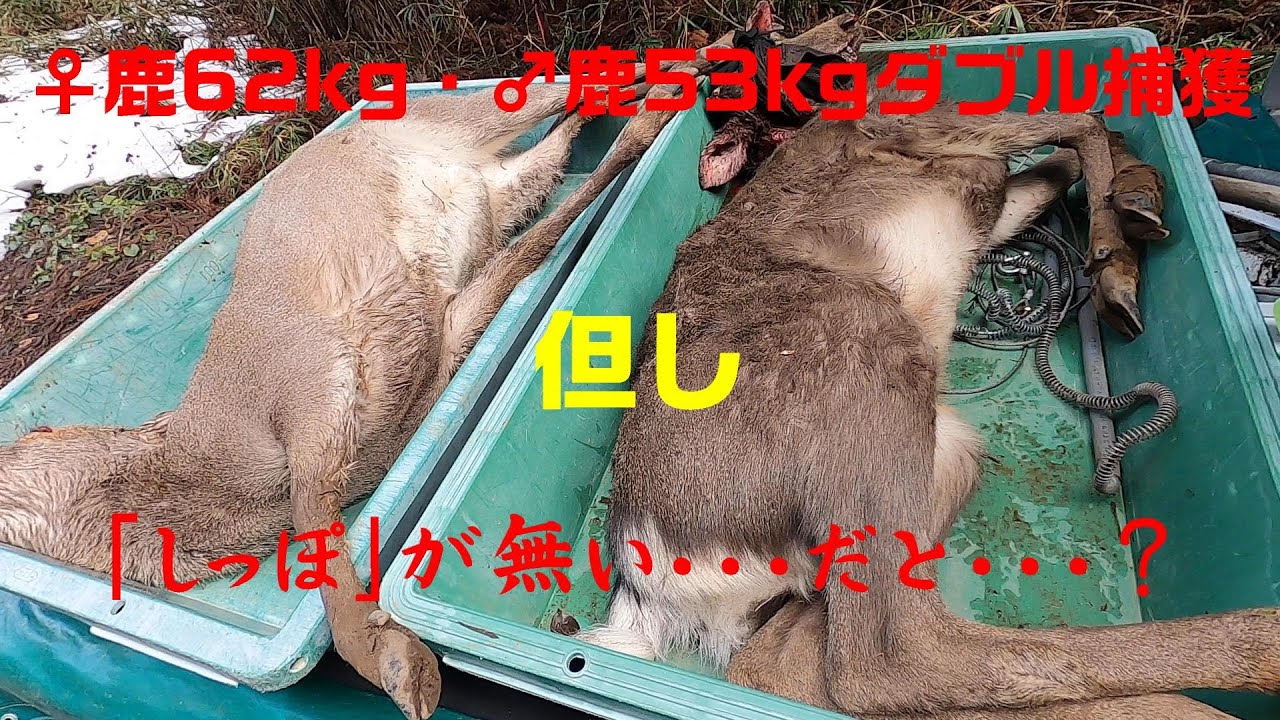 ＃21 【ダブル捕獲】鹿の生け捕り動画 - Catch a Wild Japanese deer alive - YouTube