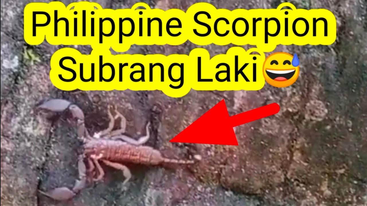 PHILIPPINE SCORPION - YouTube
