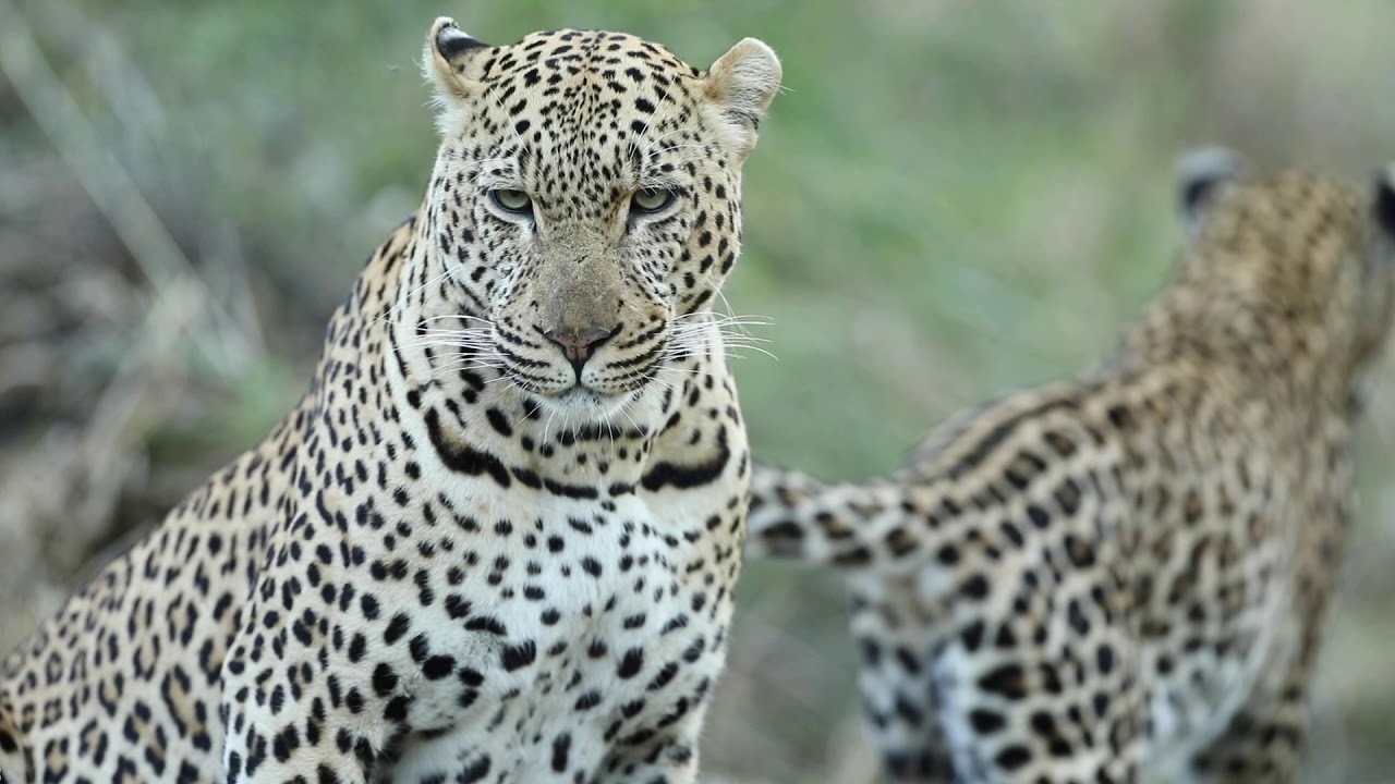 MATING LEOPARDS - YouTube