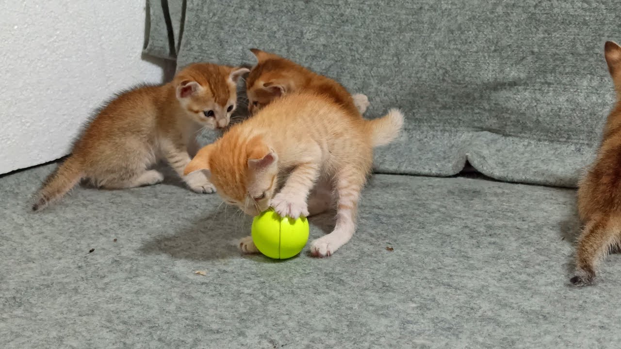 So adorable cute kittens - Funny Cute Kittens Playing Compilation for ...