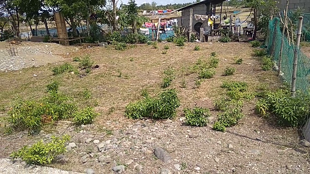 Lot for sale dagupan bonuan binloc - YouTube
