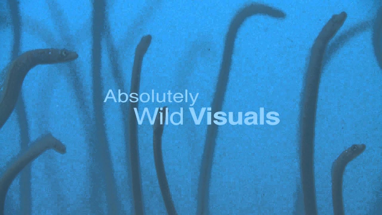 Spaghetti Garden Eels - YouTube