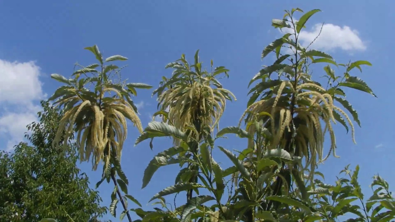 Sweet chestnut with flowers / Pravi kostanj s cvetovi - YouTube