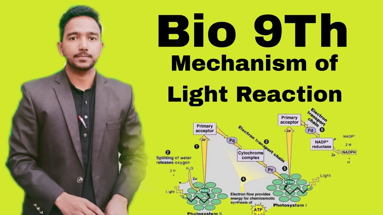 Biology || Class 9Th || Bioenergetics || Mechanism Of Light Reactions ...