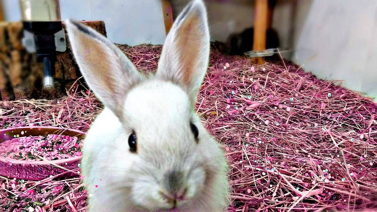 Funny Kids Play With Animals On The Playground Nursery Rhymes Songs ...