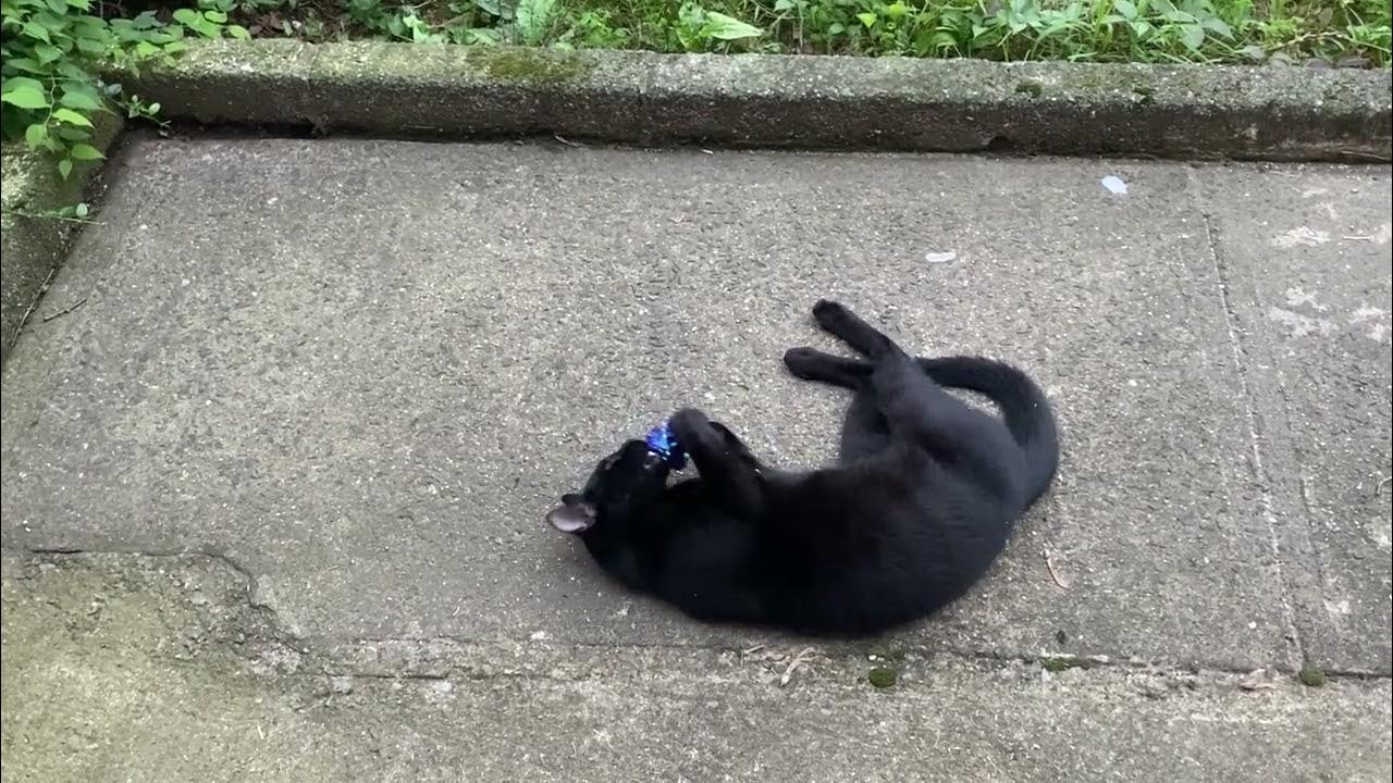 Black Cat Rolling Around and Playing with Crunchy Catnip Ball - YouTube