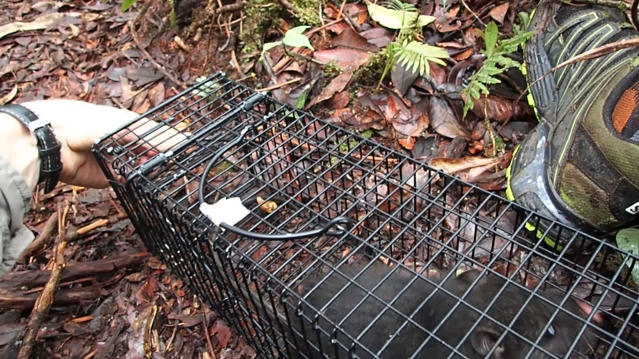 Borneo Giant Rat (Sundamys infraluteus) release - YouTube