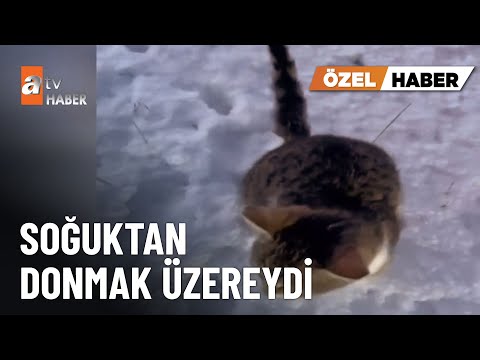 ÖZEL HABER – Donmak üzere olan kedi sıcak yuvaya kavuştu - atv Haber 29 Kasım 2024