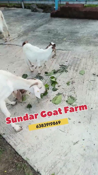 Sundar Goat Fram At Vellore Youtube