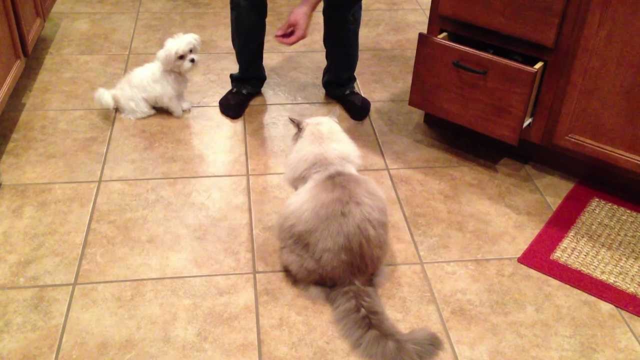 Ragdoll Cat and Maltese / Shitzu ( Malshi ) puppy doing tricks together ...