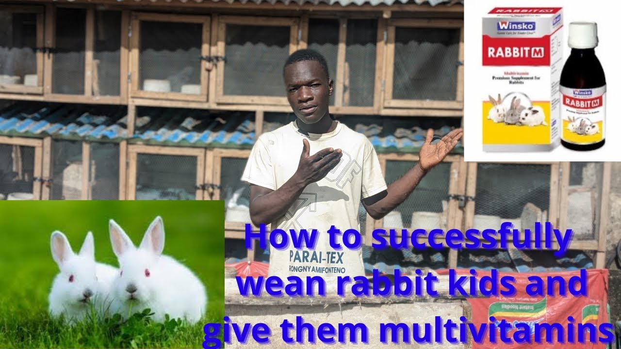 How to successfully wean your rabbit kids and give them multivitamins ...
