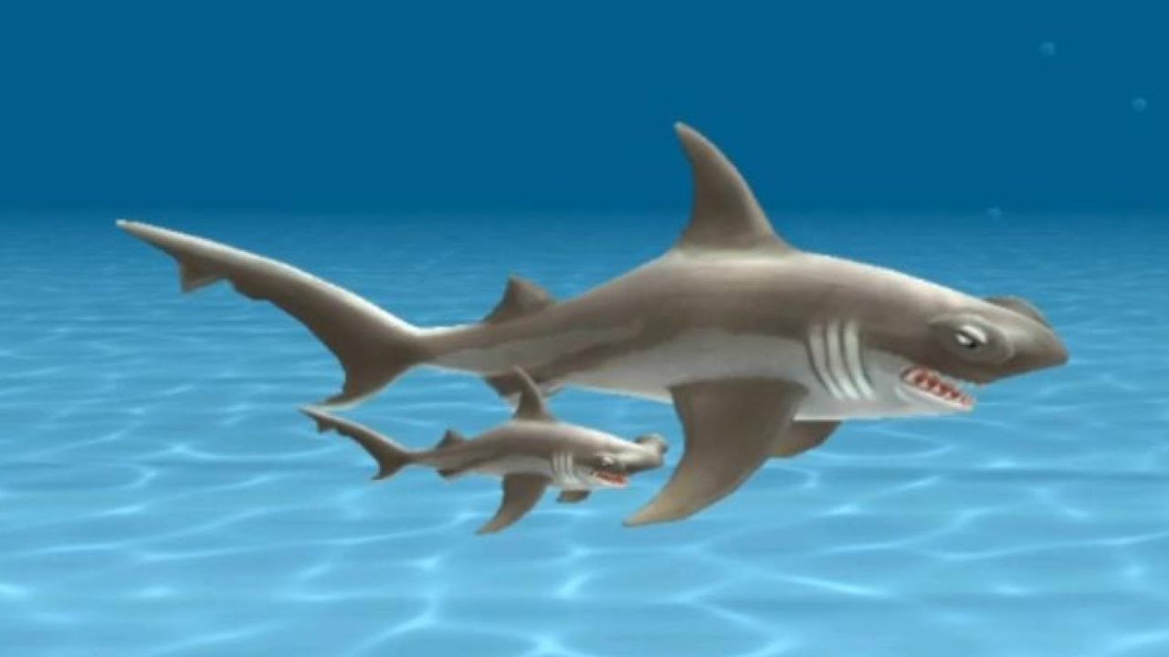Hungry Shark Evolution Hammerhead Shark - Hungry Shark Evolution ...