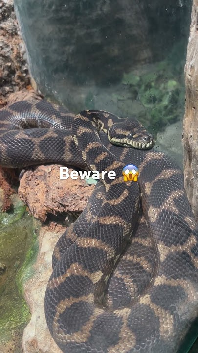 Southwest Carpet Python - YouTube