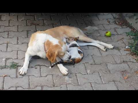 Kedi emziren köpek!!!