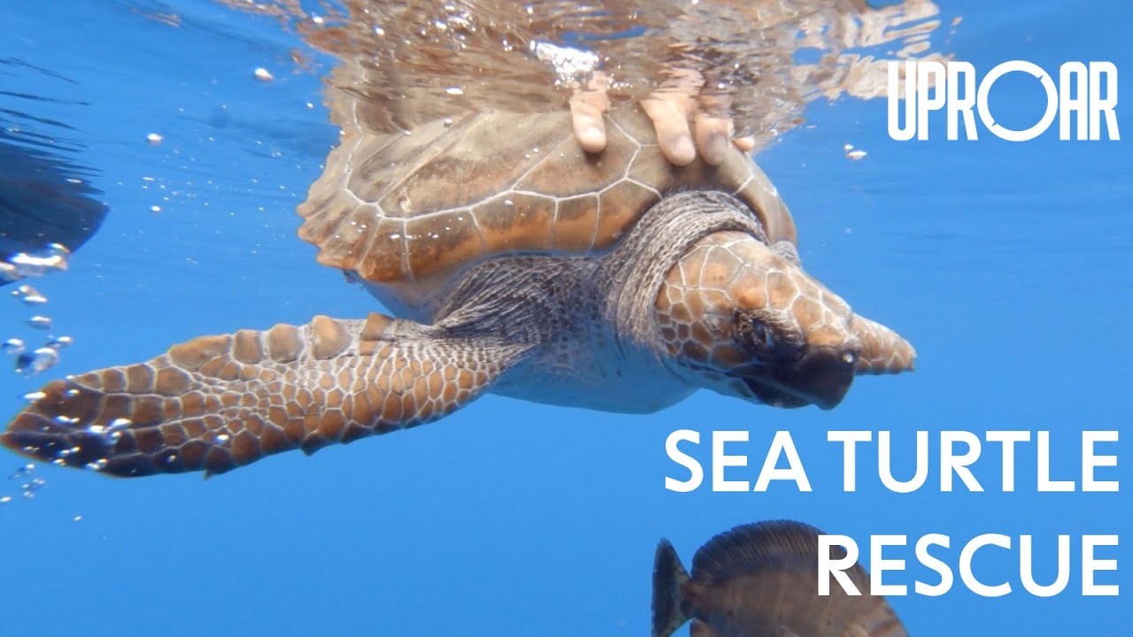 Saving a Sea Turtle - YouTube