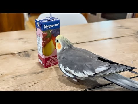 Buddy vs Juice Box 🧃 - YouTube